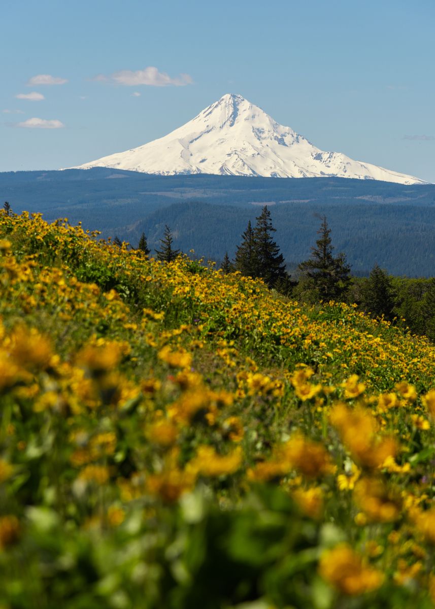 'Mt Hood Oregon wildflowers' Poster, picture, metal print, paint by ...