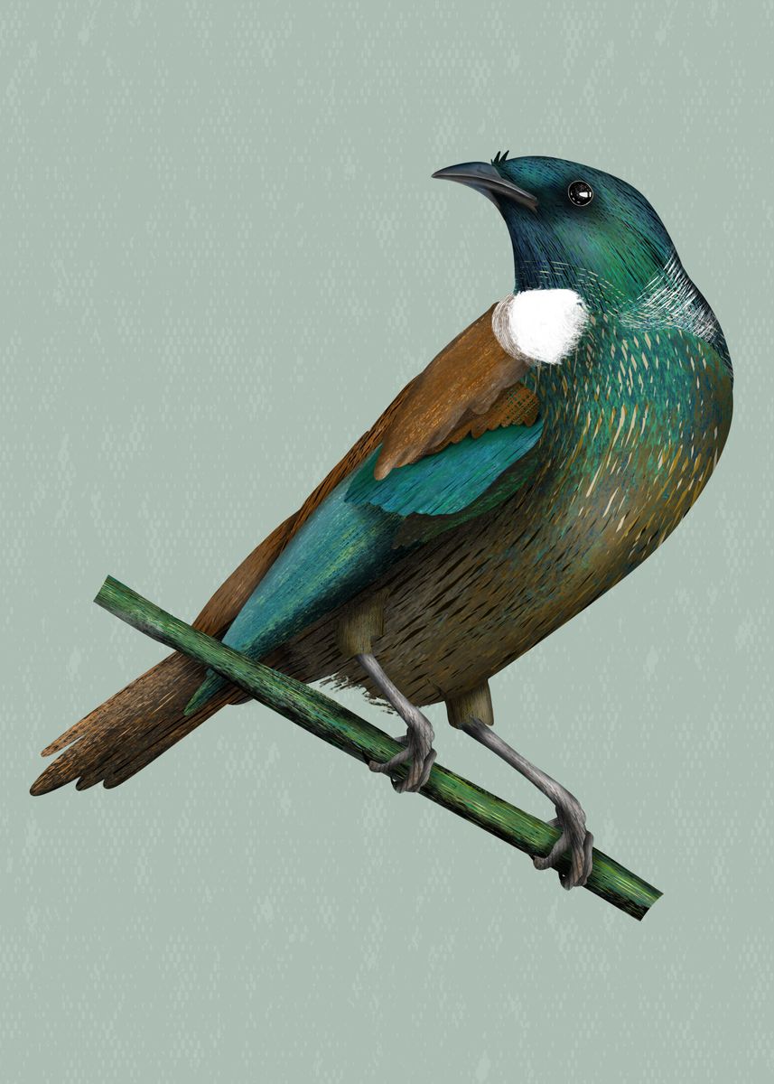 'Tui New Zealand bird ' Poster, picture, metal print, paint by mailbox ...