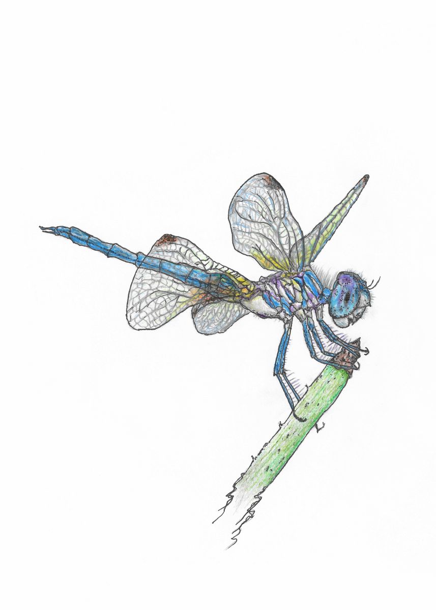 'Mighty Dragonfly' Poster, picture, metal print, paint by Wet Thumb ...