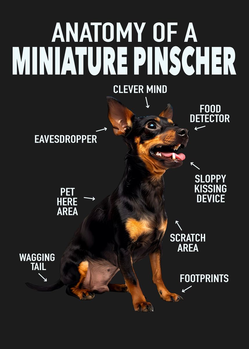 'Miniature pinscher' Poster, picture, metal print, paint by Hexor | Displate