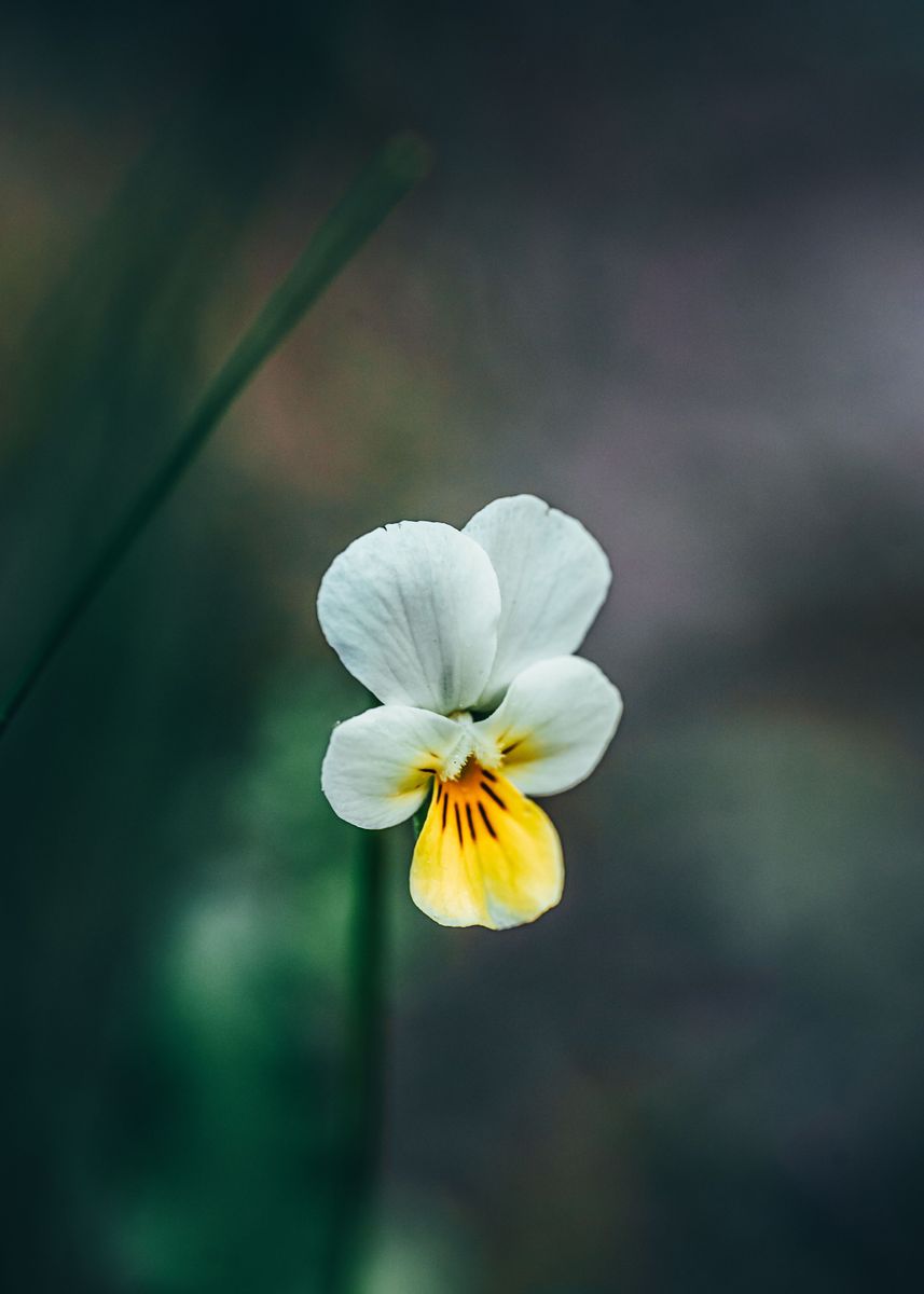 'Pansy' Poster, picture, metal print, paint by Adam Stolarczyk | Displate