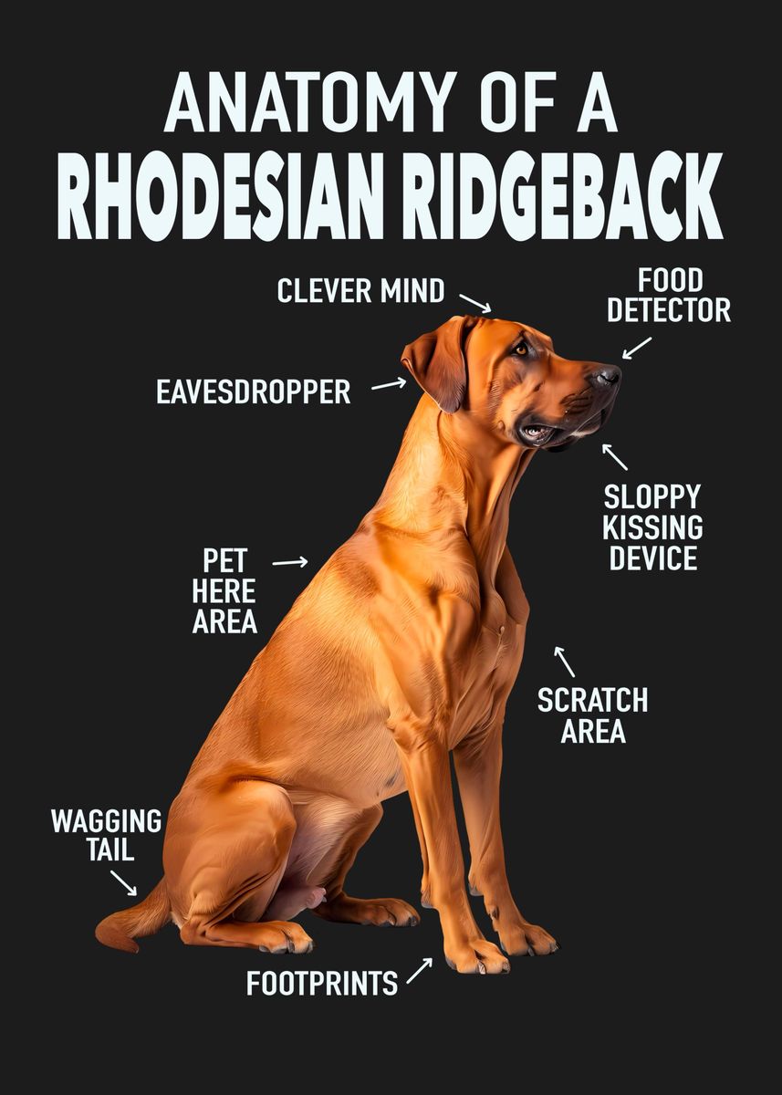 'Rhodesian ridgeback' Poster, picture, metal print, paint by Hexor ...