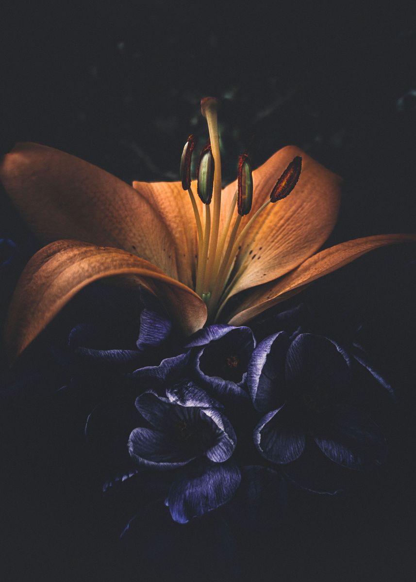 'Lily and Crocus Harmony' Poster, picture, metal print, paint by ...
