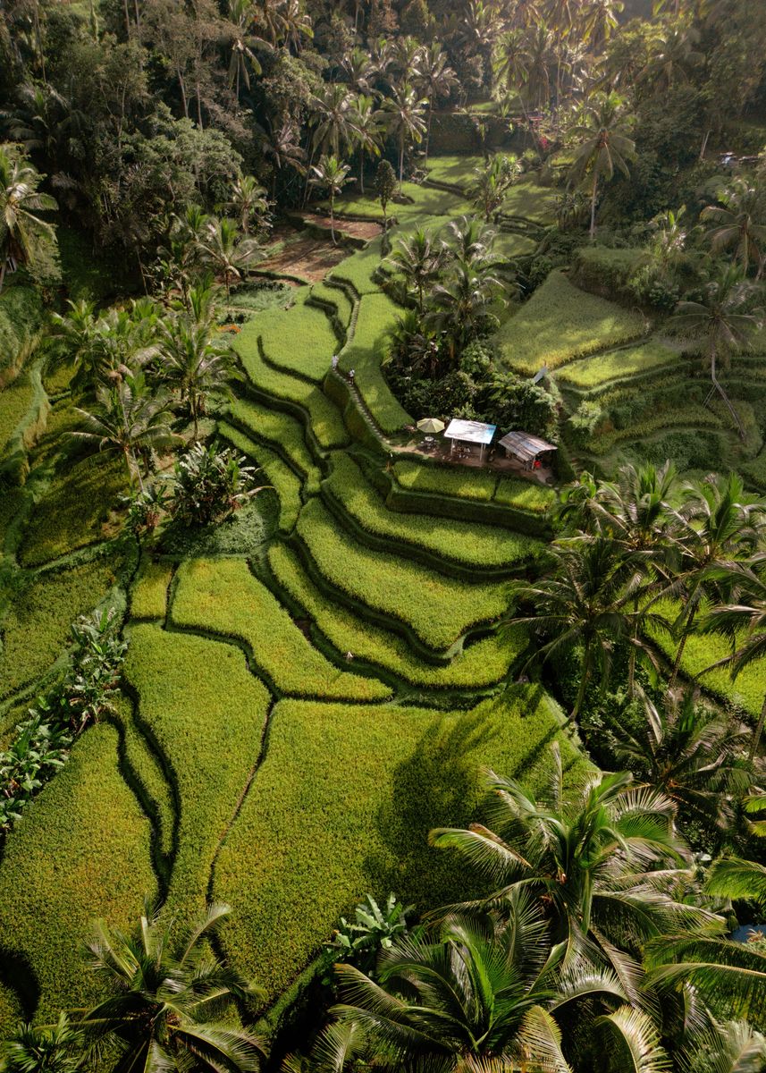 'Ceking Rice Terrace Ubud' Poster, picture, metal print, paint by ...