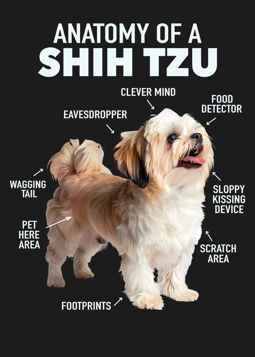 'Shih tzu' Poster, picture, metal print, paint by Hexor | Displate