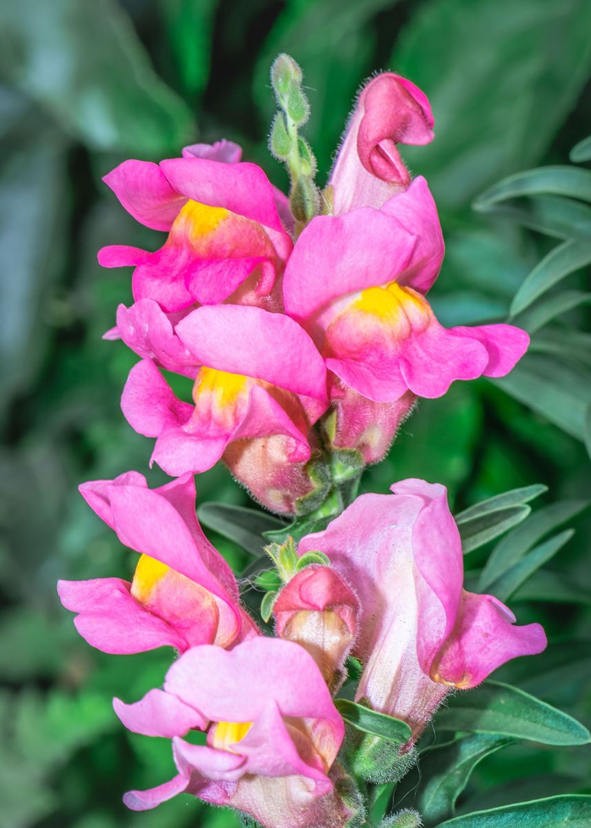 'Pink snapdragon ' Poster, picture, metal print, paint by Ava Peattie ...