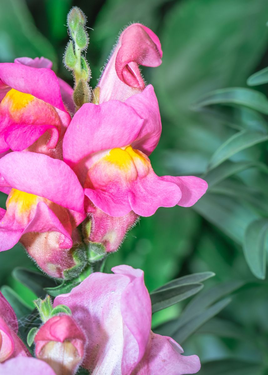 'Pink snapdragon' Poster, picture, metal print, paint by Ava Peattie ...
