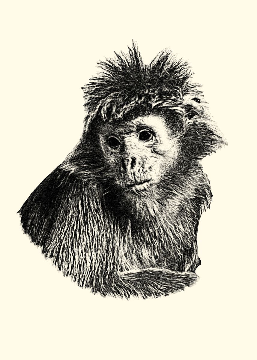 'Javan langur' Poster, picture, metal print, paint by Gyula Gvardián ...