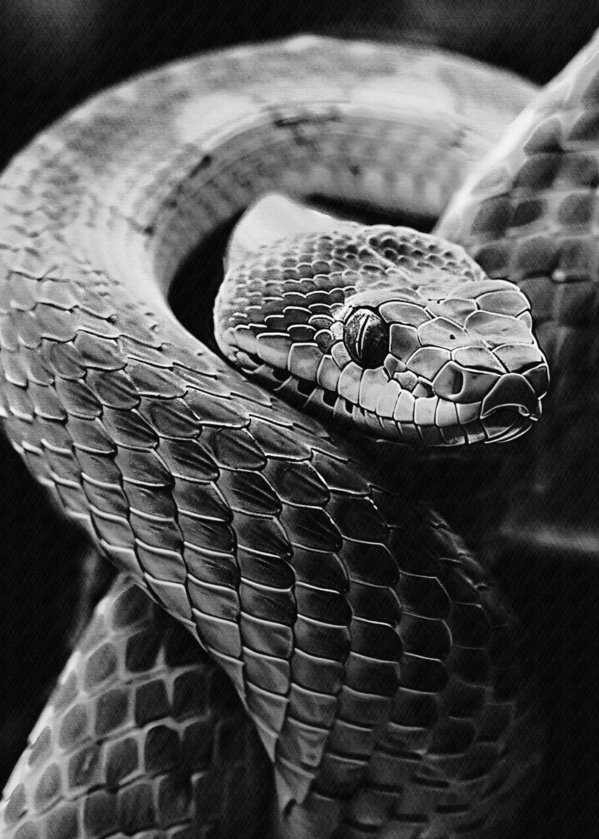 'The snake' Poster, picture, metal print, paint by ipart id | Displate