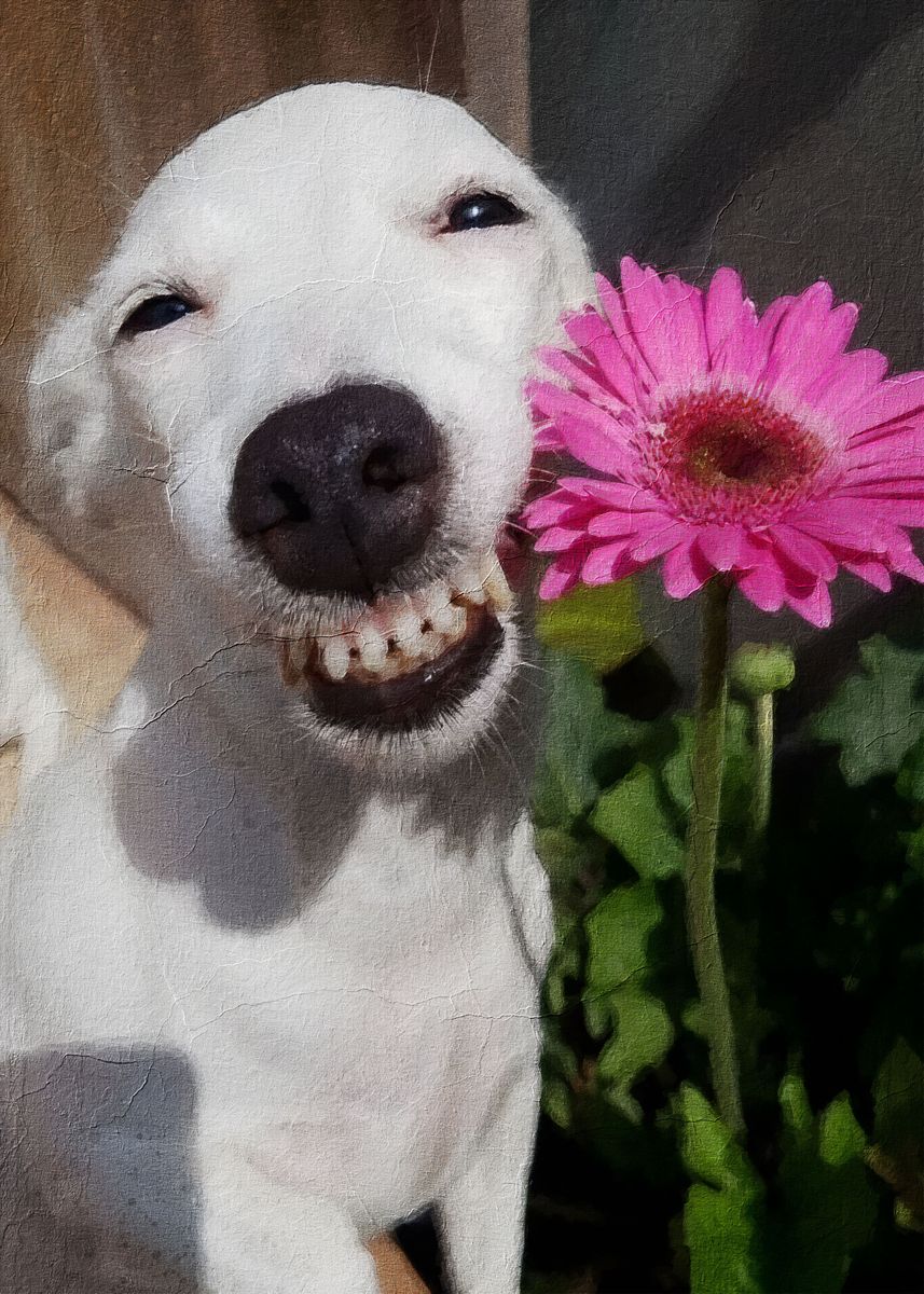 'Dog Meme' Poster, picture, metal print, paint by Meme Daily | Displate