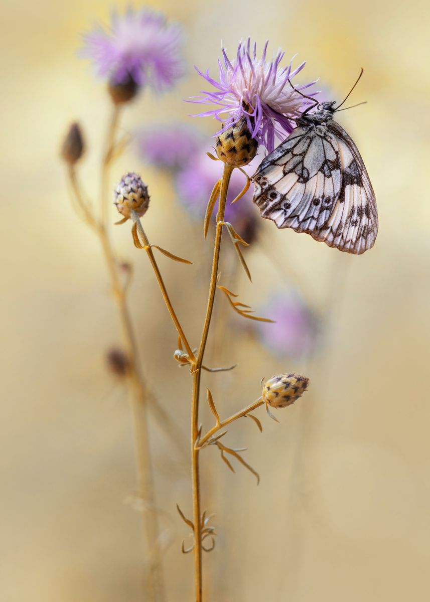 'Checkerboard butterfly' Poster, picture, metal print, paint by ...