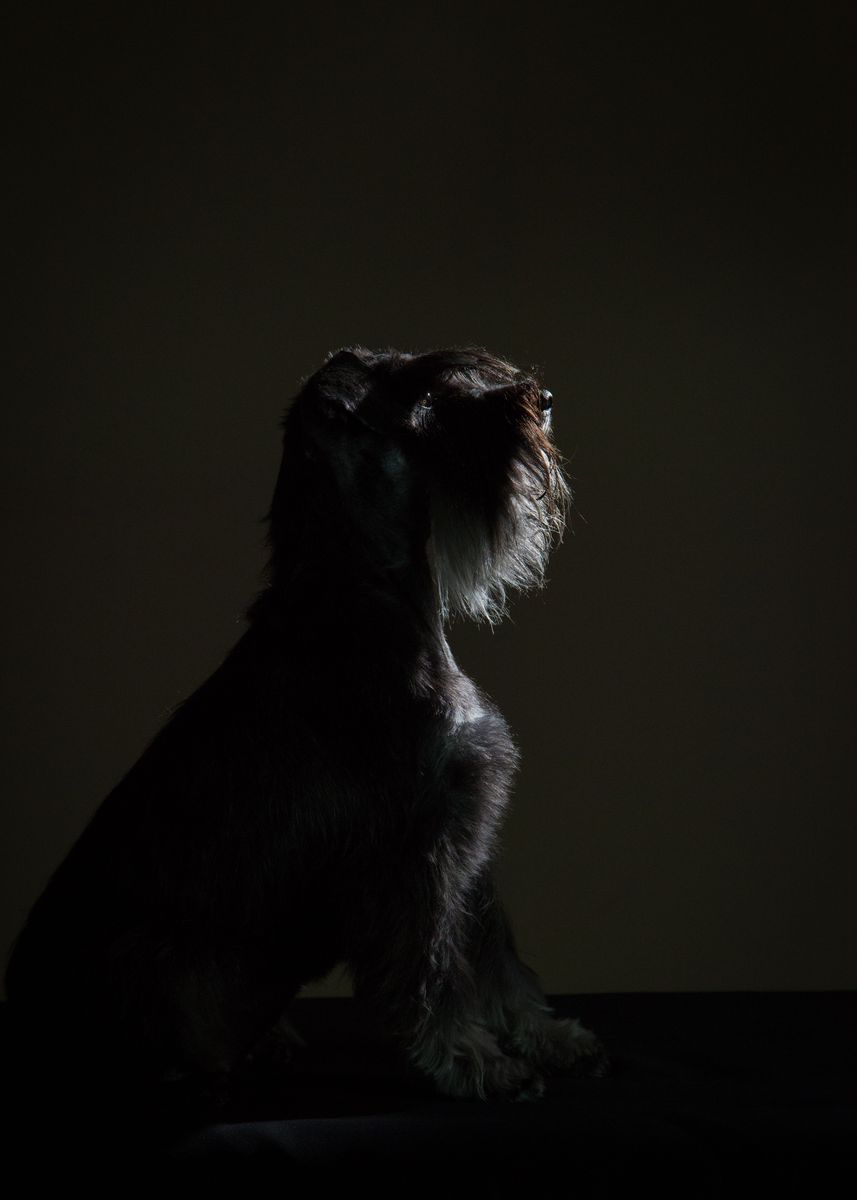 'Schnauzer' Poster, picture, metal print, paint by Donatella Loi | Displate