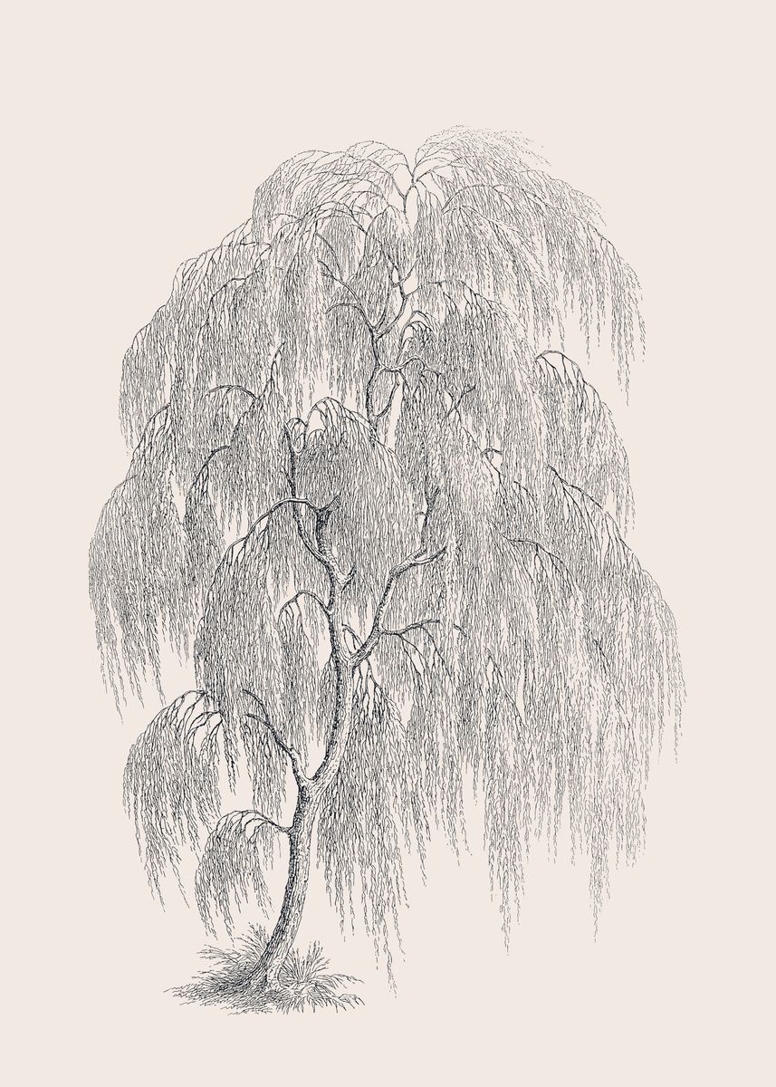 'Willow Tree Sketch 01' Poster, picture, metal print, paint by Apolo ...