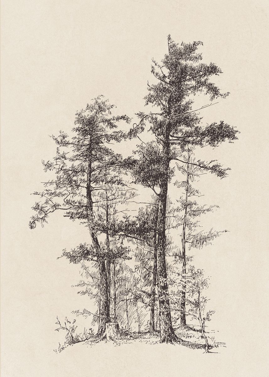 'Long leaf Pine Tree Sketch' Poster, picture, metal print, paint by ...