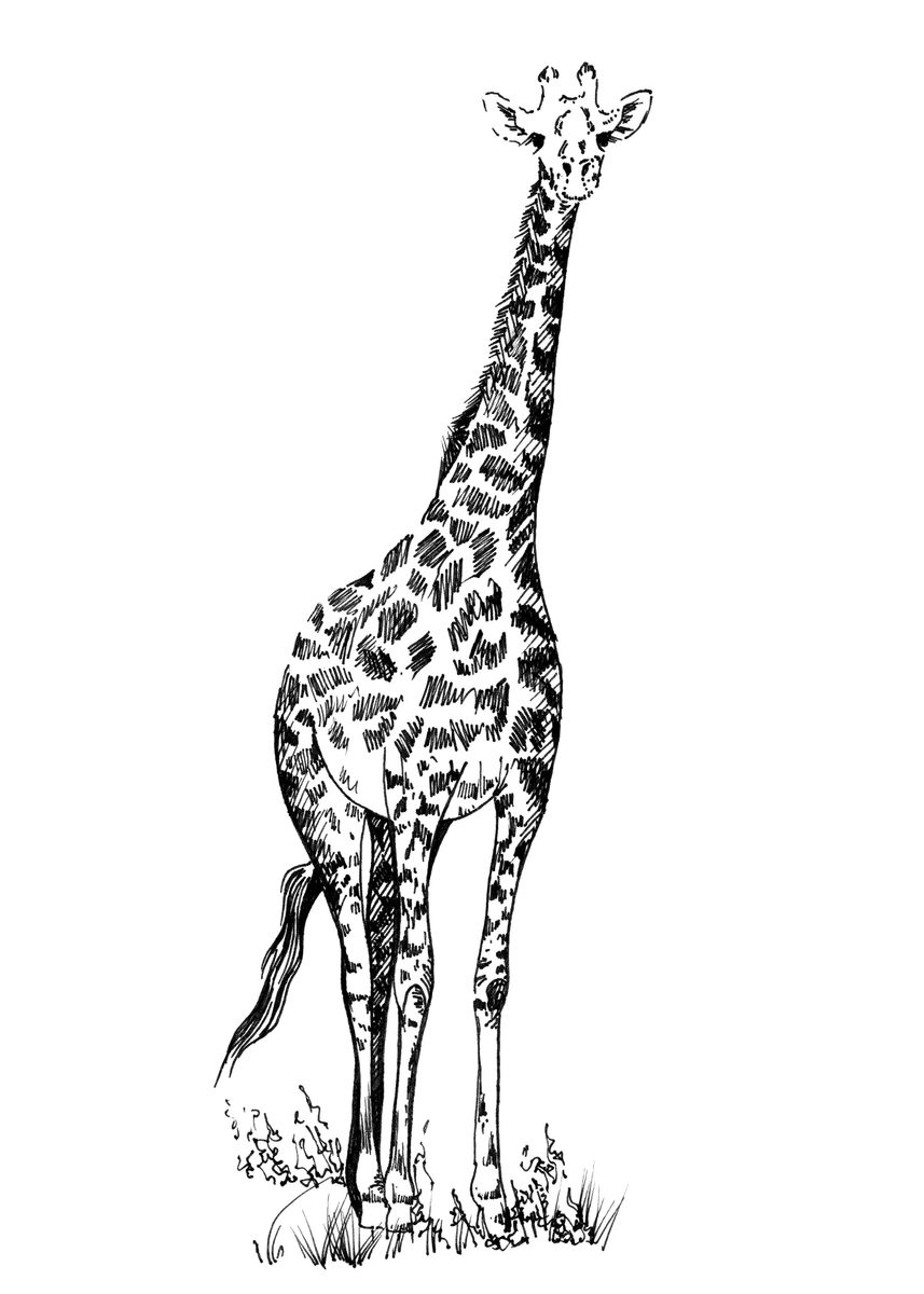 'Hand drawing giraffe' Poster, picture, metal print, paint by Volodymyr ...