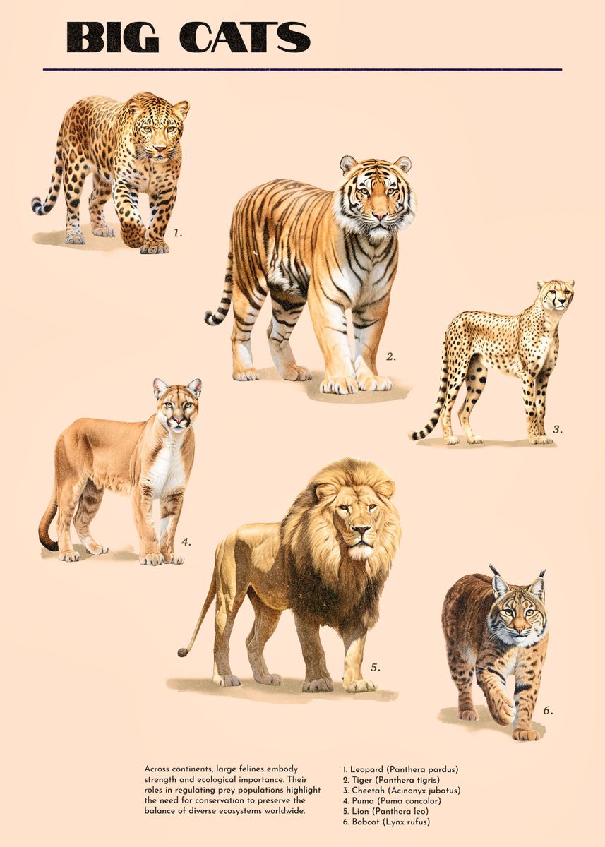 'Big Cats' Poster, picture, metal print, paint by Andira Putra | Displate