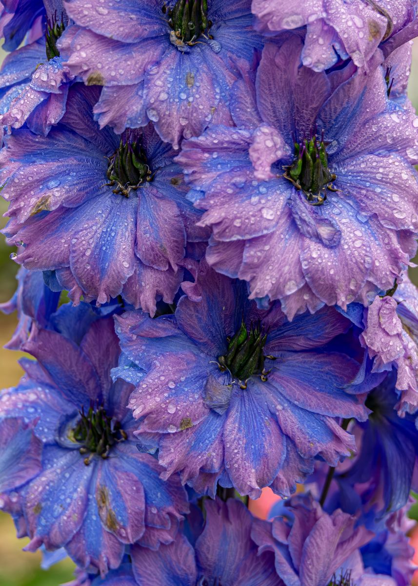 'Delphinium in water drops' Poster, picture, metal print, paint by ...