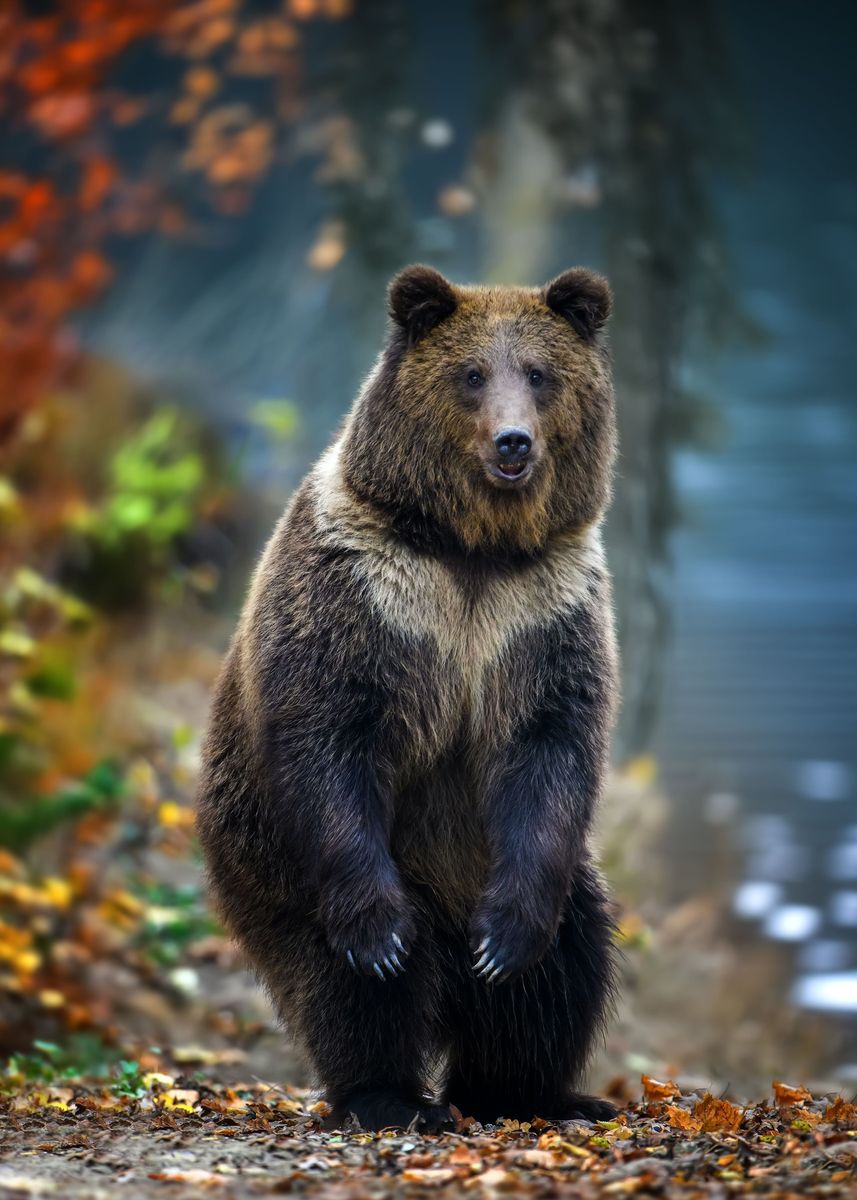 'Bear' Poster, picture, metal print, paint by Byrdyak | Displate