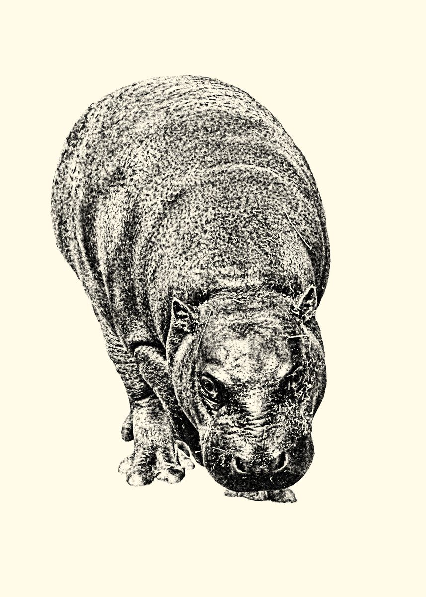 'Pygmy hippopotamus' Poster, picture, metal print, paint by Gyula ...