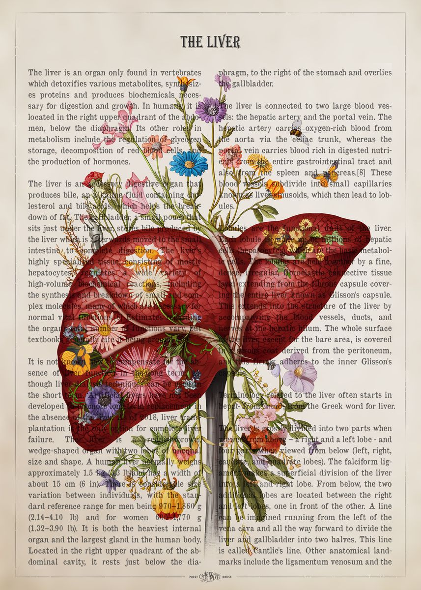 'Liver Anatomy' Poster, picture, metal print, paint by Aged Pixel ...