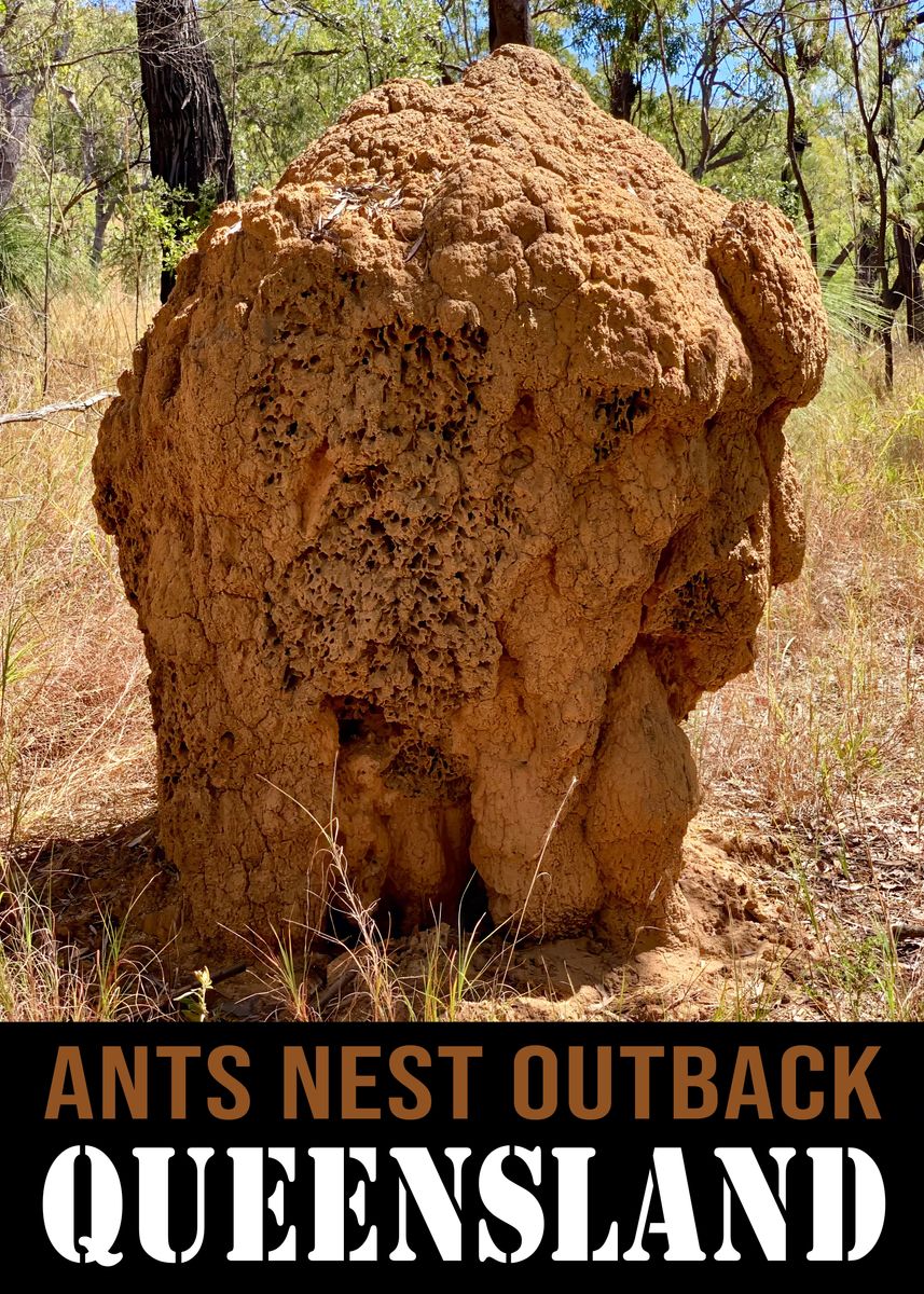 'Outback Ant Haven' Poster, picture, metal print, paint by Steel Canvas ...