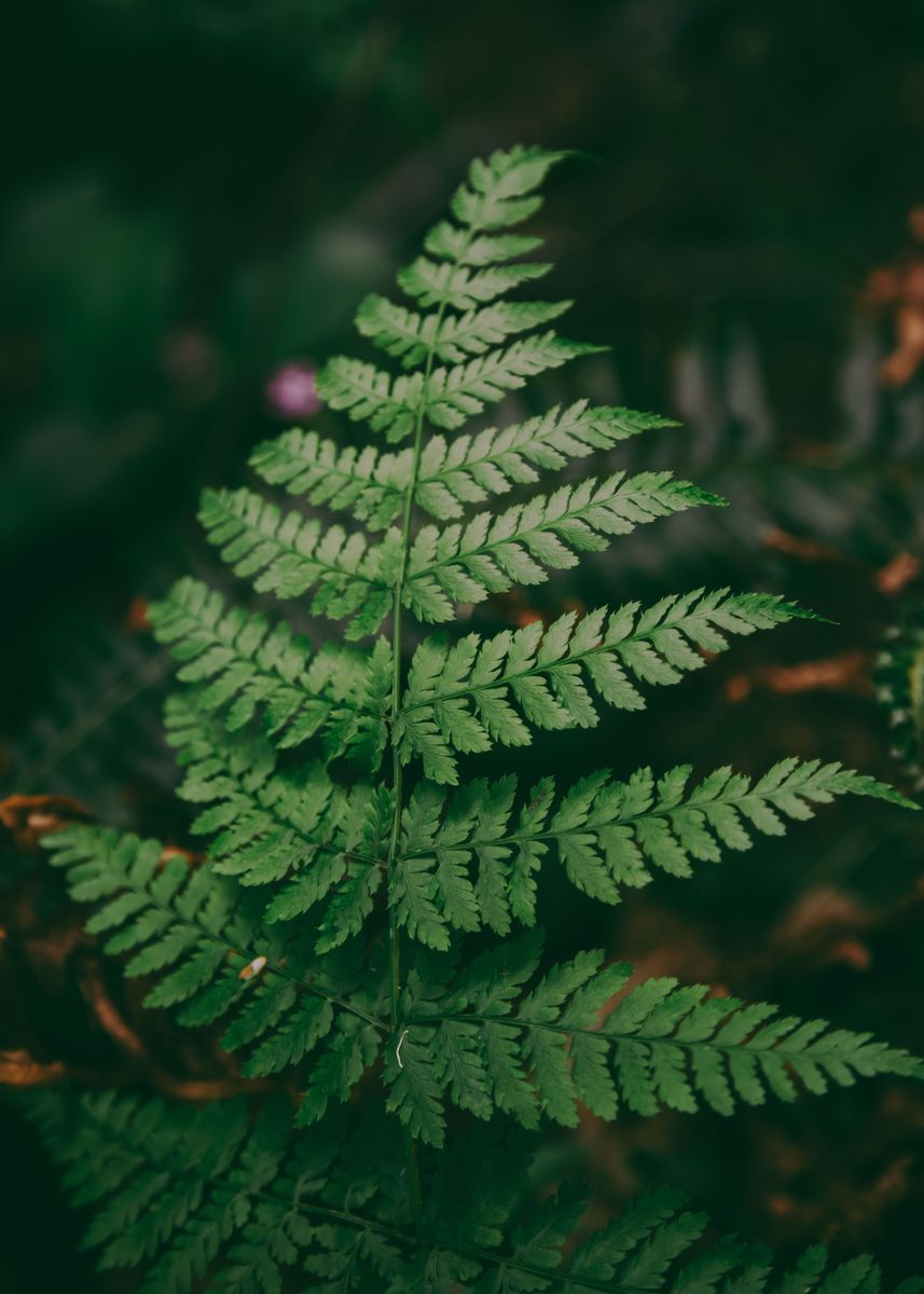 'Single Fern' Poster, picture, metal print, paint by Hannah Kemp | Displate