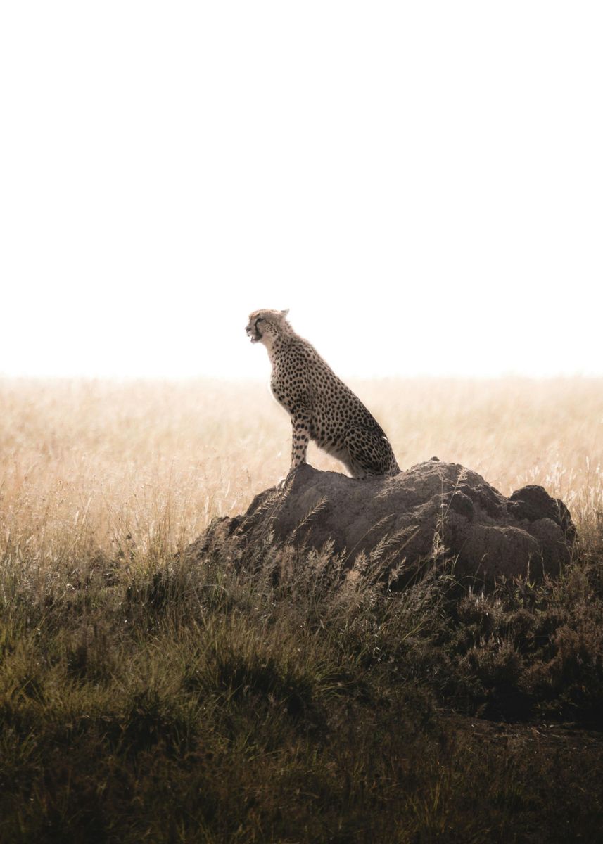'LEOPARD KING' Poster, picture, metal print, paint by Travel Travel ...