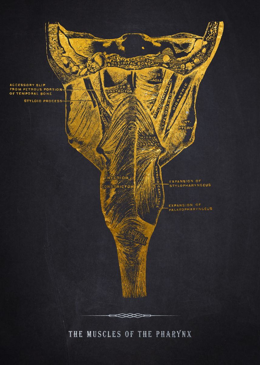 'Pharynx Muscles Anatomy' Poster, picture, metal print, paint by Aged ...