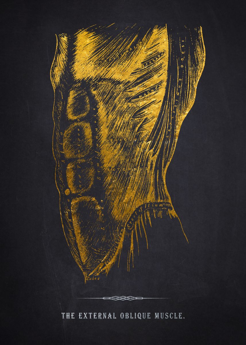 'External Oblique Muscle An' Poster, picture, metal print, paint by ...