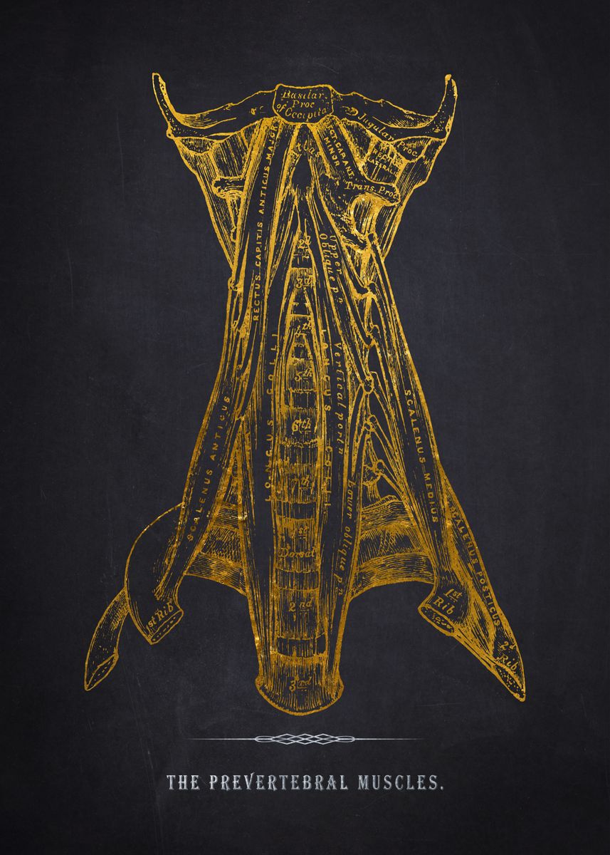 'Prevertebral Muscles Anato' Poster, picture, metal print, paint by ...