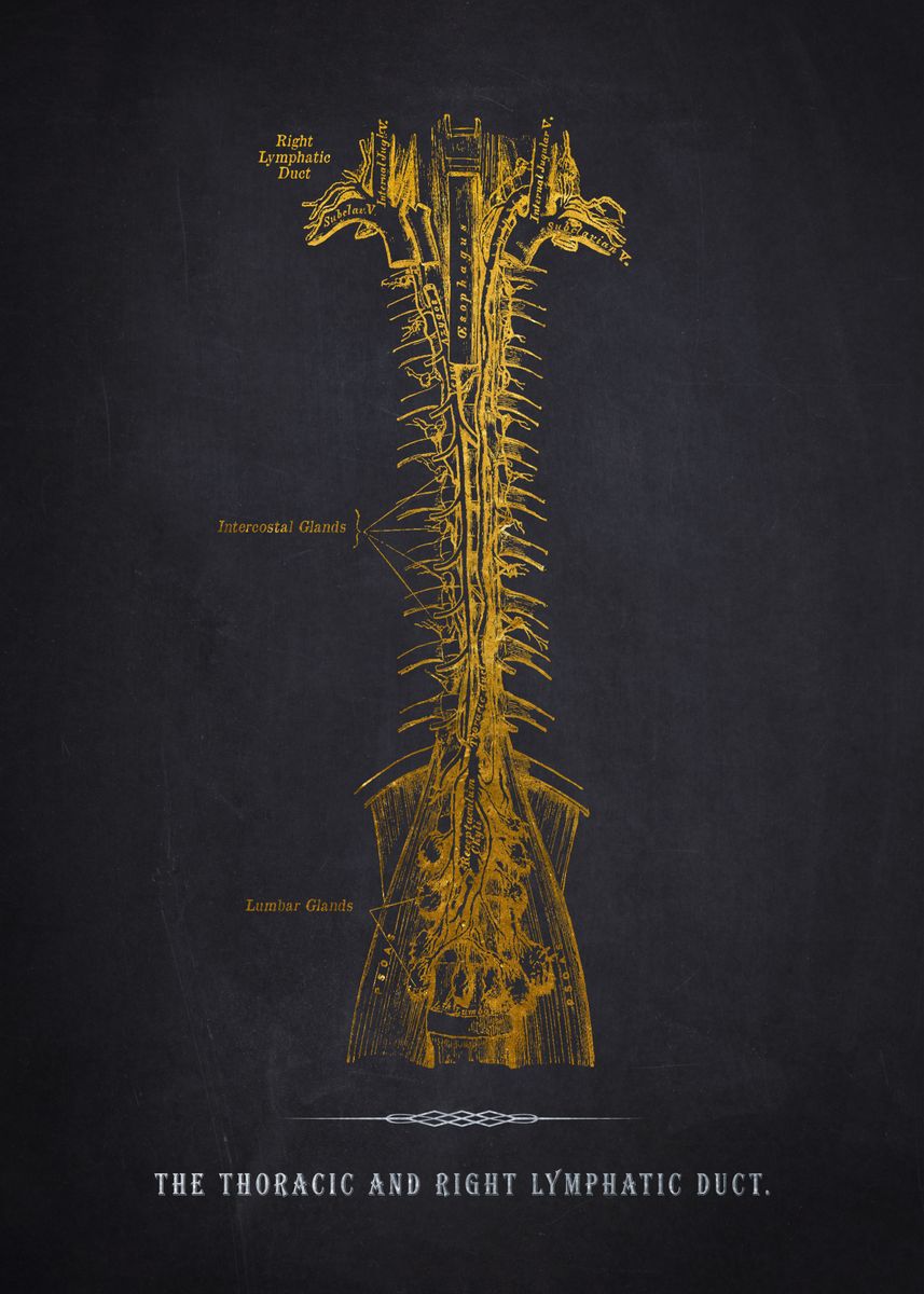 'Thoracic Lymphatic Duct' Poster, picture, metal print, paint by Aged ...