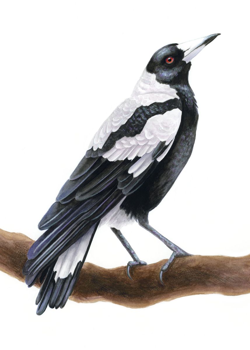 'Australian Magpie' Poster, picture, metal print, paint by Caitlin ...
