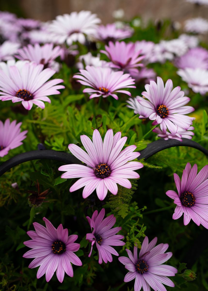 'Cape Daisy Flowers' Poster, picture, metal print, paint by tobikrme ...