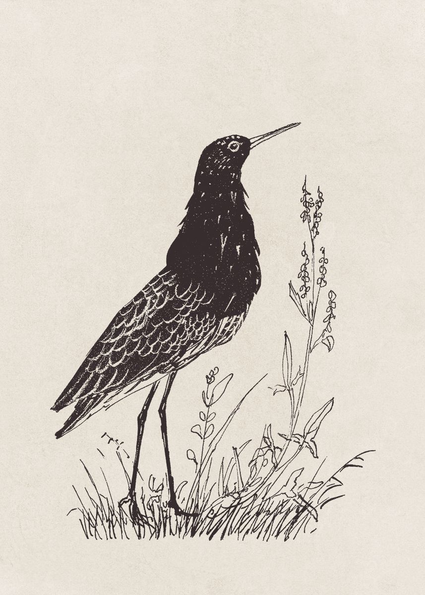'Ruff Bird Illustration' Poster, picture, metal print, paint by Apolo ...