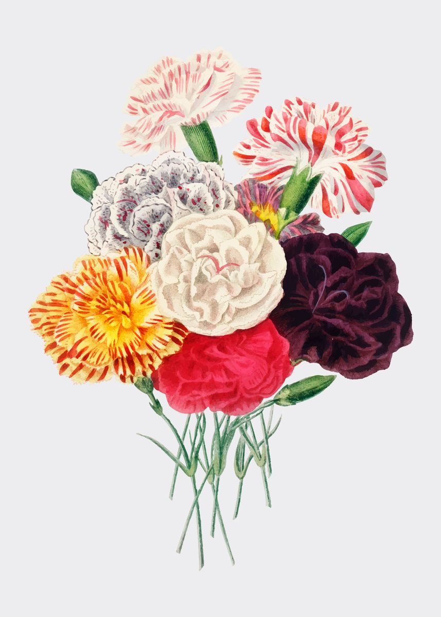 'Colorful Carnation Bouquet' Poster, picture, metal print, paint by ...