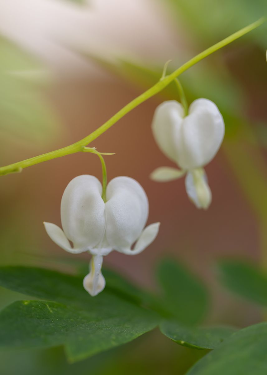 'White Bleeding Heart Flowers' Poster, picture, metal print, paint by ...