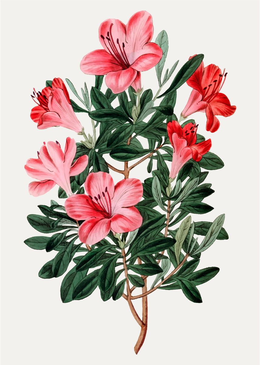 'Pink Azalea Flower Illustration' Poster, picture, metal print, paint ...