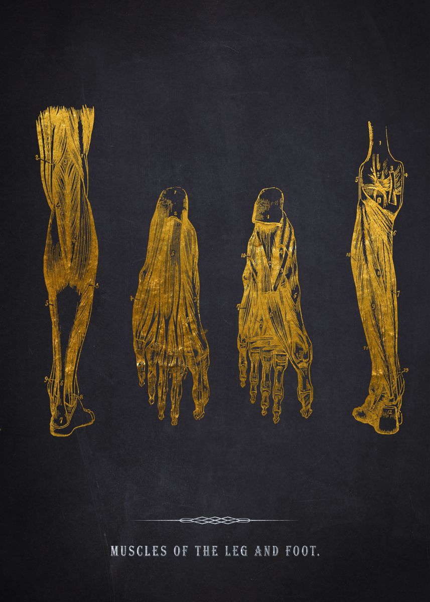 'Leg and Foot Muscles' Poster, picture, metal print, paint by Aged ...