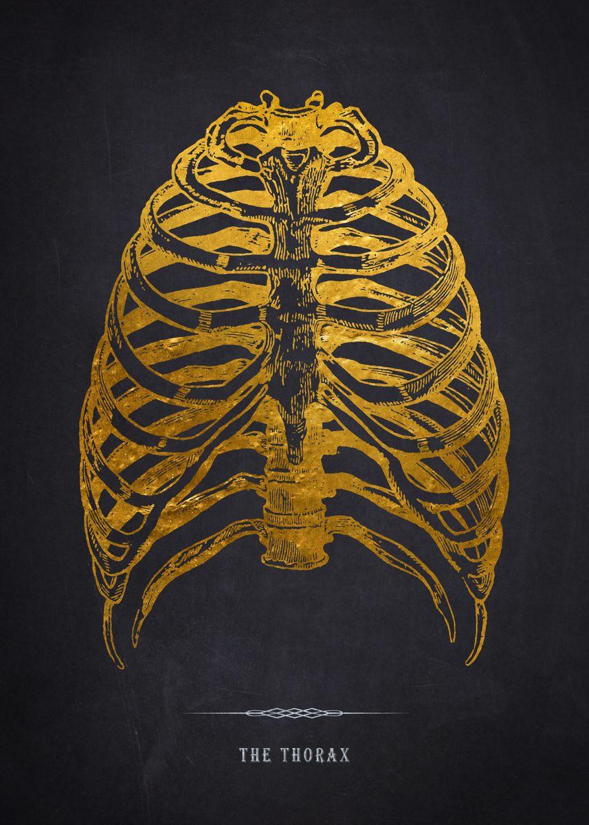 'Golden Thorax Anatomy' Poster, picture, metal print, paint by Aged ...