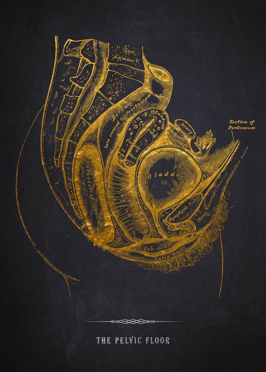 'Pelvic Floor Anatomy' Poster, picture, metal print, paint by Aged ...