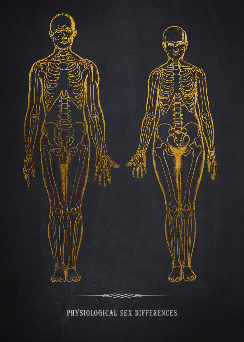 'Gold Skeleton Anatomy' Poster, picture, metal print, paint by Aged ...
