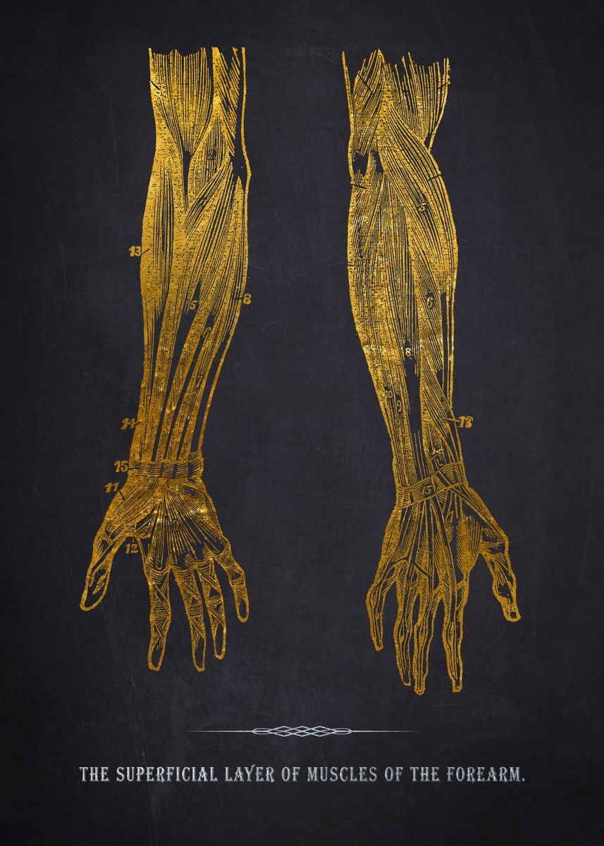 'Gold Forearm Muscles Anatomy' Poster, picture, metal print, paint by ...