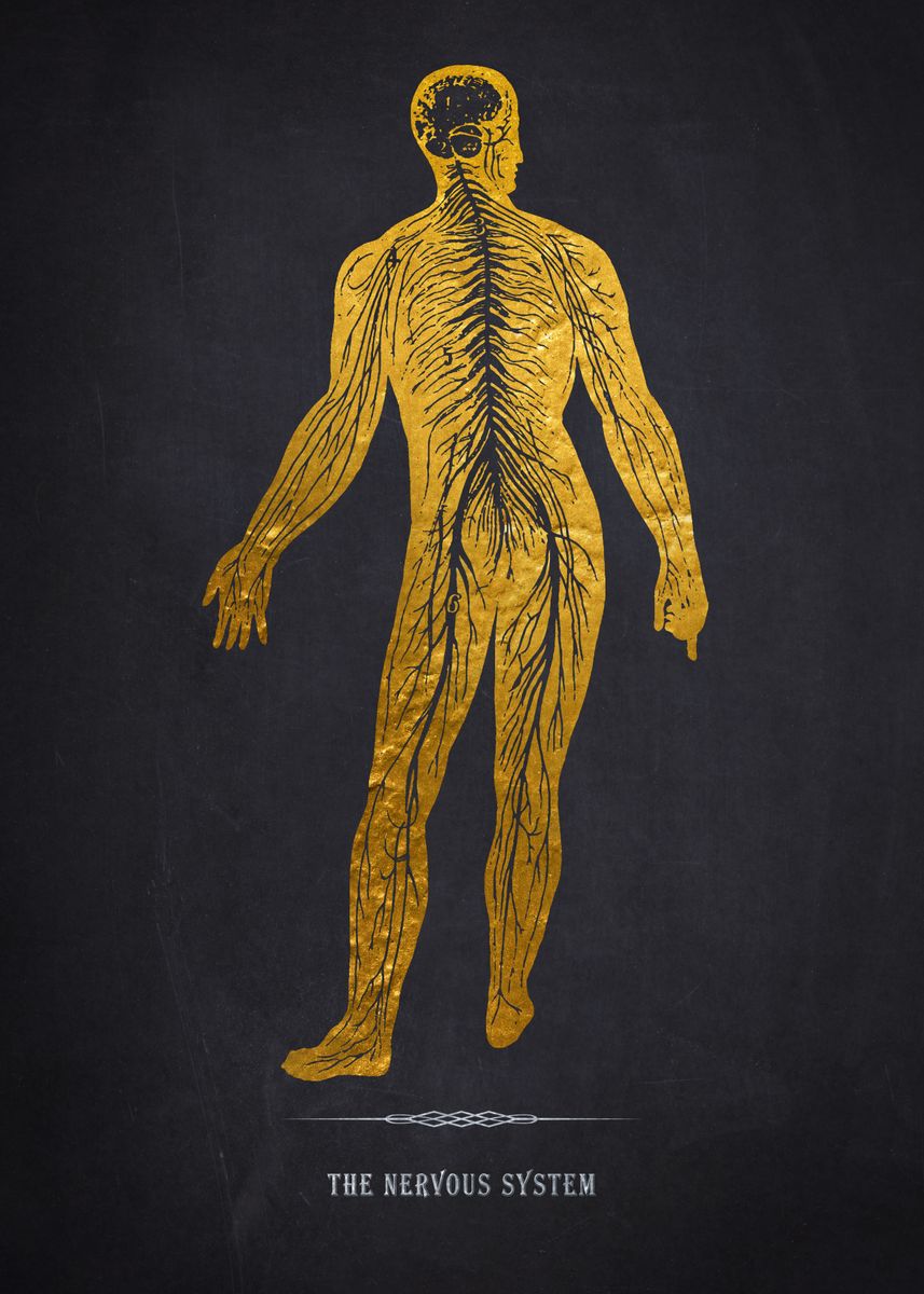 'Gold Nervous System Illustration' Poster, picture, metal print, paint ...