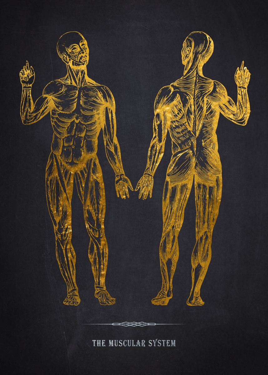 'Gold Muscular System Anatomy' Poster, picture, metal print, paint by ...