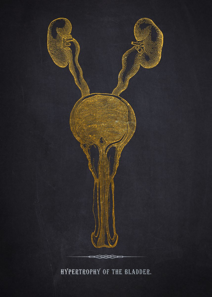 'Bladder Anatomy Illustration' Poster, picture, metal print, paint by ...