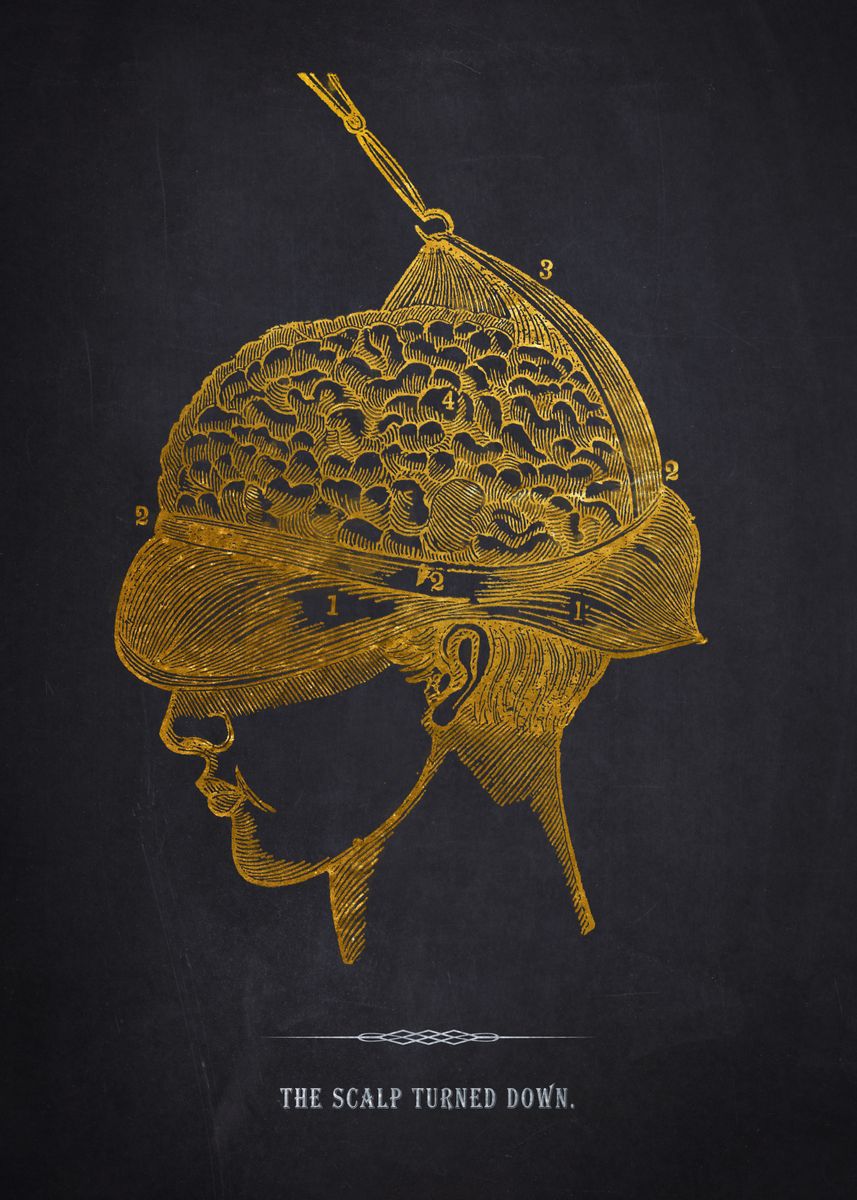 'Scalp Anatomy Illustration' Poster, picture, metal print, paint by ...