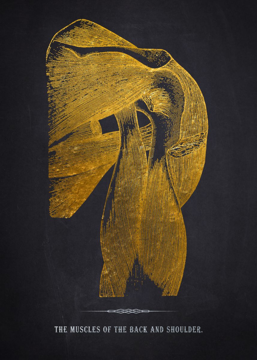 'Gold Back & Shoulder Muscles' Poster, picture, metal print, paint by ...
