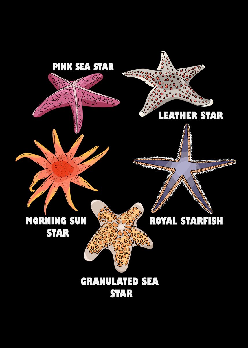 'Sea Star Types Starfish Species Underwater Marine Starfish' Poster ...