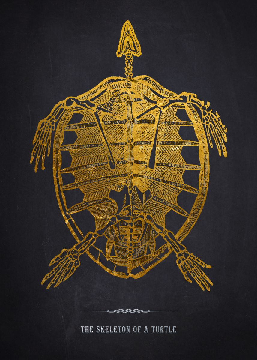 'Turtle Skeleton Anatomy' Poster, picture, metal print, paint by Aged ...