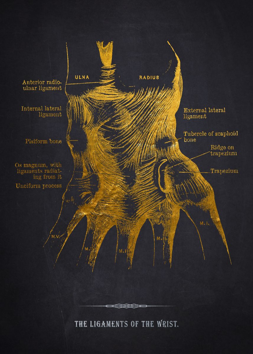 'Wrist Ligaments Anatomy' Poster, picture, metal print, paint by Aged ...